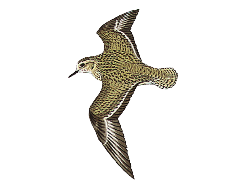 Details : European Golden Plover - BirdGuides