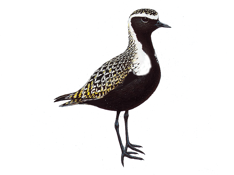 Details : American Golden Plover - BirdGuides