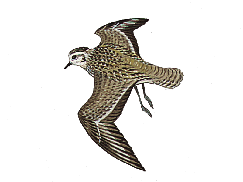 Details : American Golden Plover - BirdGuides