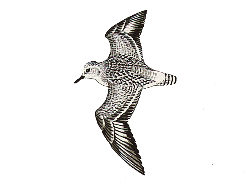 Details : Grey Plover - BirdGuides