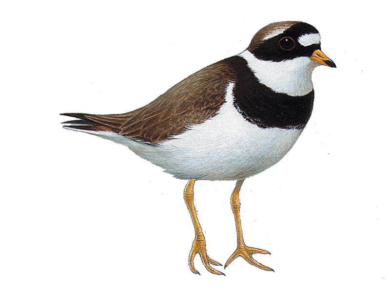 Details : Ringed Plover - BirdGuides