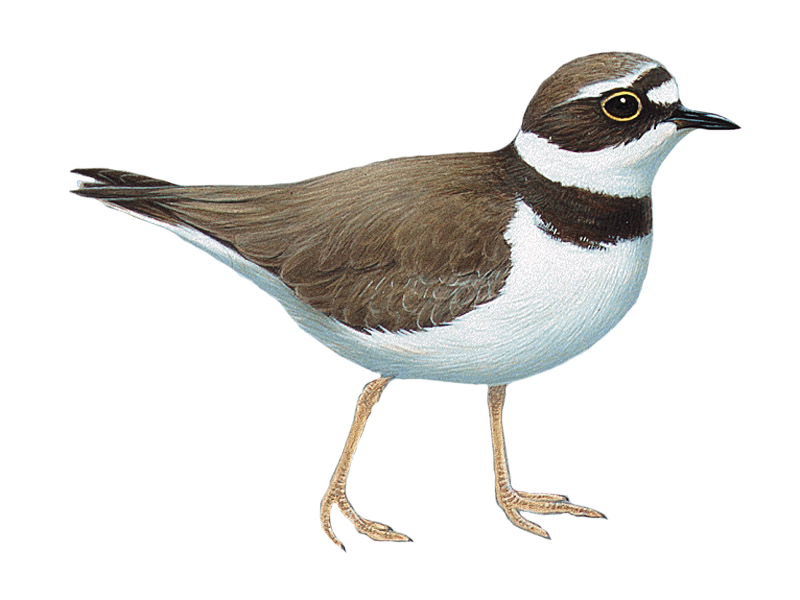 Details : Little Ringed Plover - BirdGuides