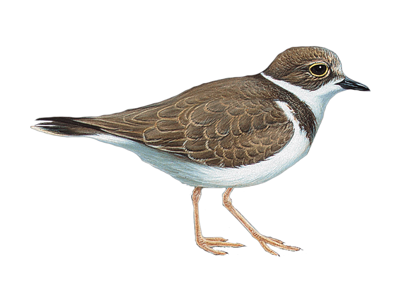 Details : Little Ringed Plover - BirdGuides