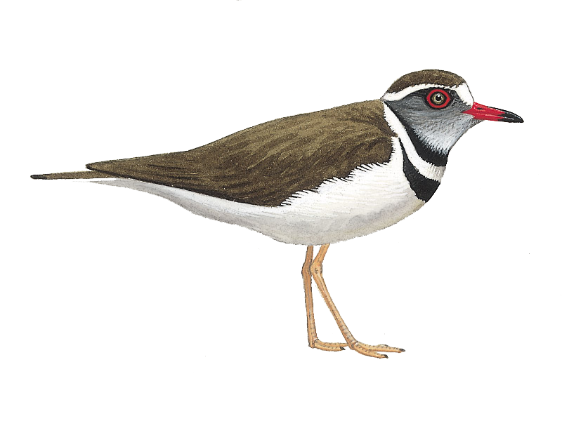 Details : Three-banded Plover - BirdGuides