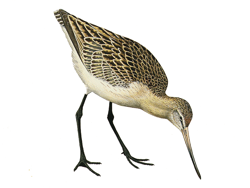 Details : Bar-tailed Godwit - BirdGuides