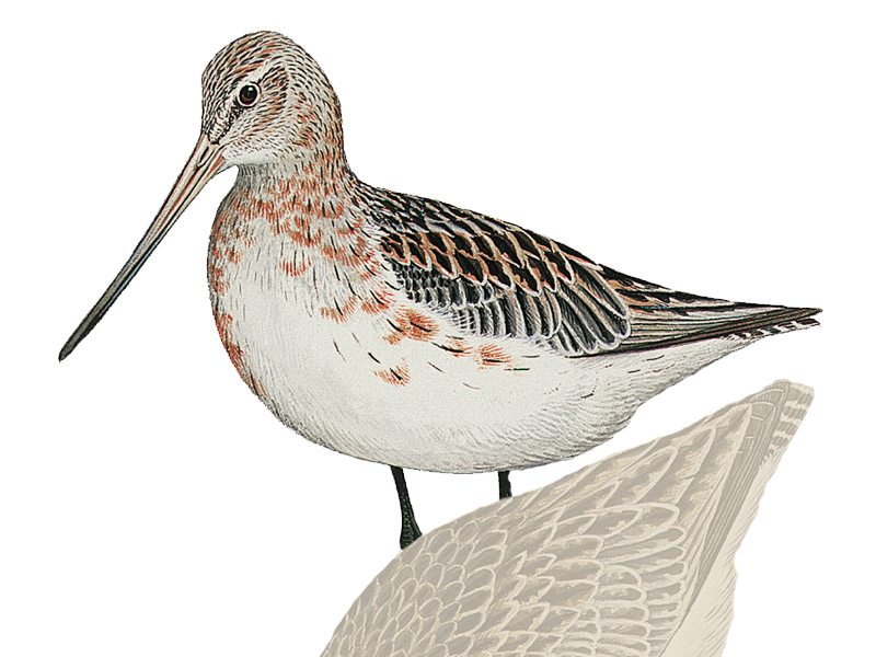 Details : Bar-tailed Godwit - BirdGuides