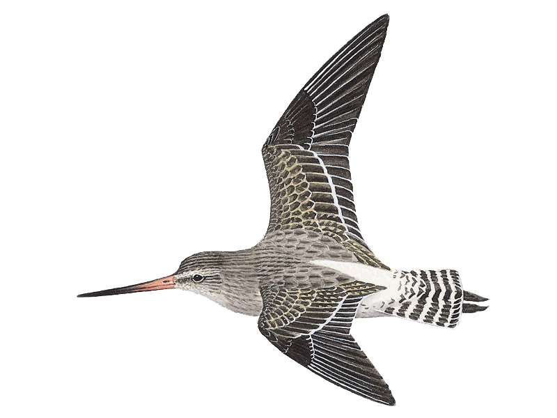 Details : Bar-tailed Godwit - BirdGuides