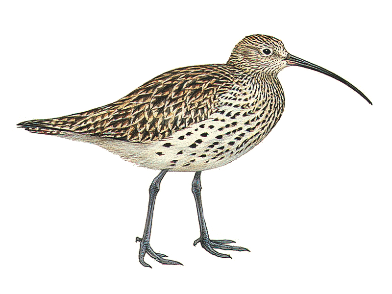 Details : Slender-billed Curlew - BirdGuides