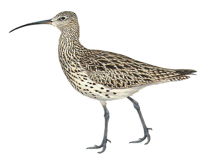 Details : Slender-billed Curlew - BirdGuides