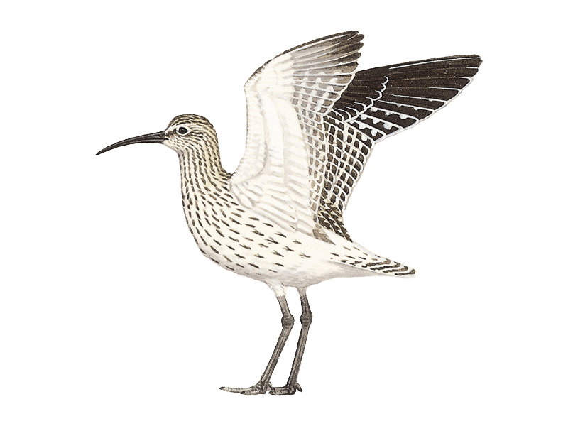 Details : Slender-billed Curlew - BirdGuides