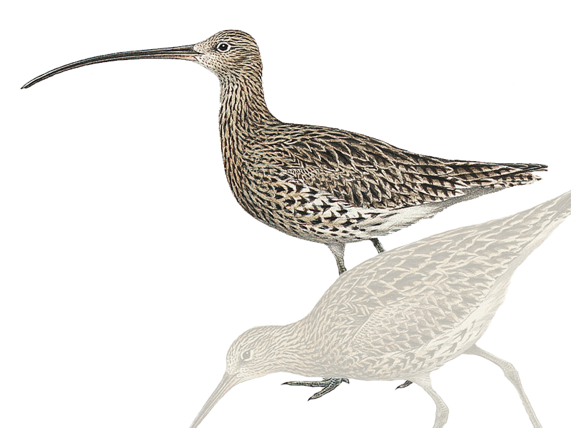 Details : Eurasian Curlew - BirdGuides