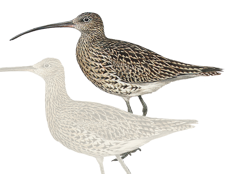 Details : Eurasian Curlew - BirdGuides