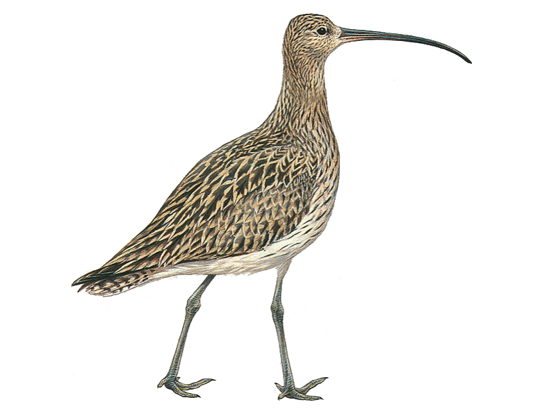 Details : Eurasian Curlew - BirdGuides