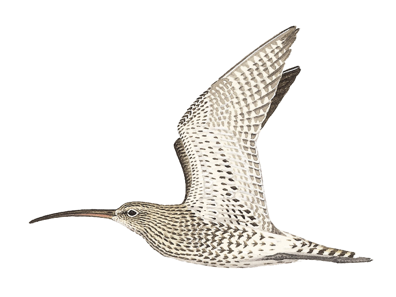 Details : Eurasian Curlew - BirdGuides