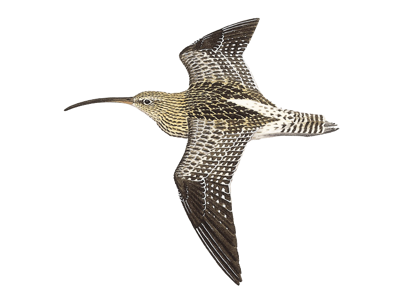 Details : Eurasian Curlew - BirdGuides