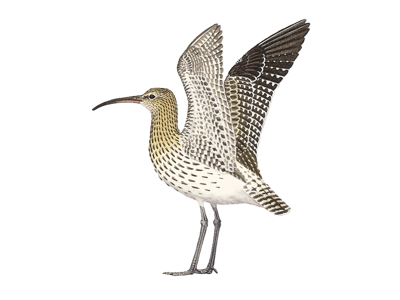 Details : Eurasian Curlew - BirdGuides