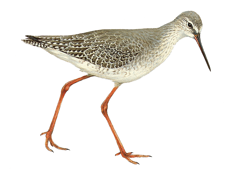 Details : Spotted Redshank - BirdGuides