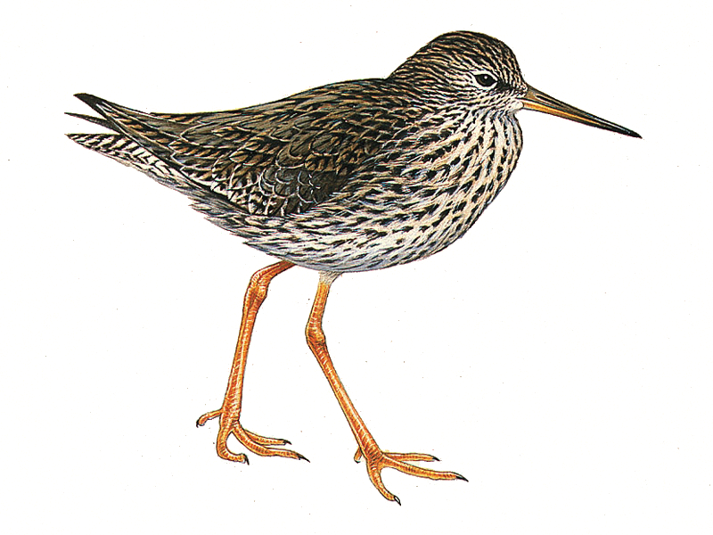 Details : Common Redshank - BirdGuides