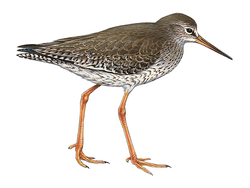 Details : Common Redshank - BirdGuides
