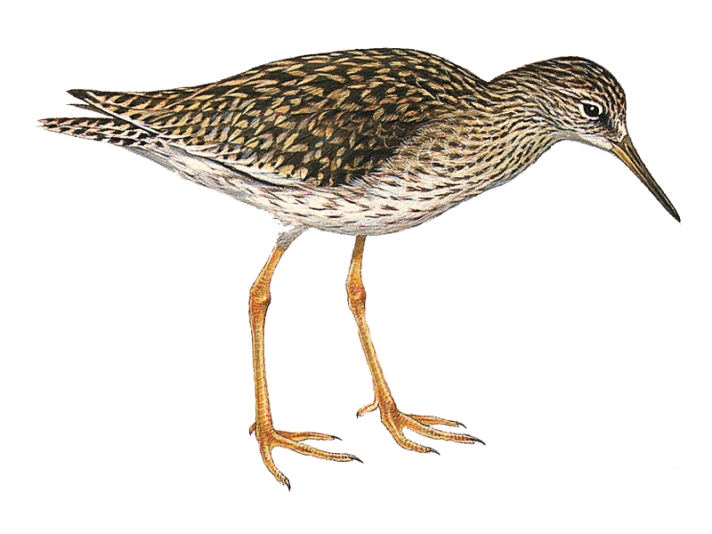 Details : Common Redshank - BirdGuides