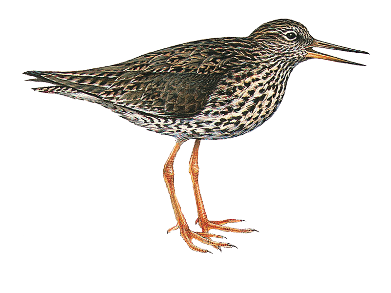 Details : Common Redshank - BirdGuides