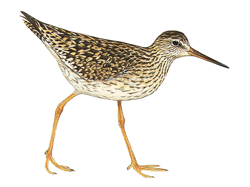 Details : Common Redshank - BirdGuides
