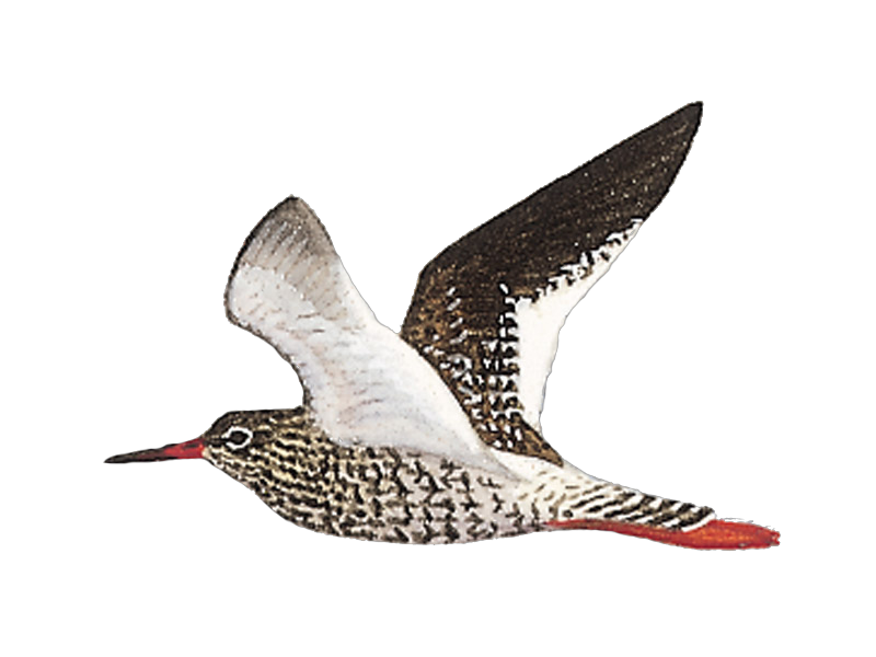 Details : Common Redshank - BirdGuides