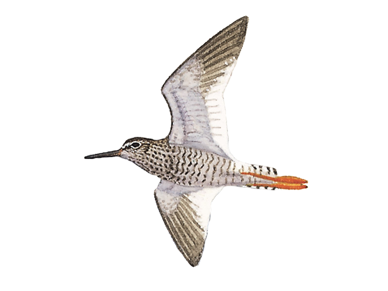 Details : Common Redshank - BirdGuides