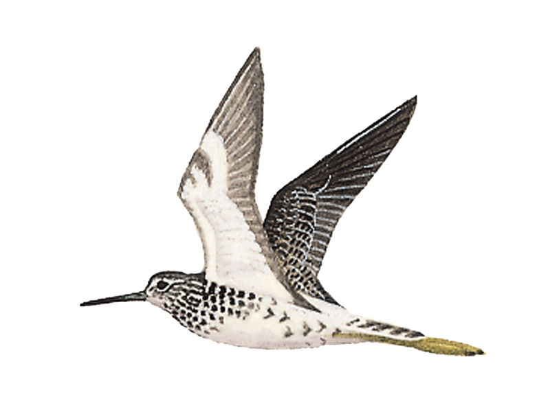 Details : Marsh Sandpiper - BirdGuides