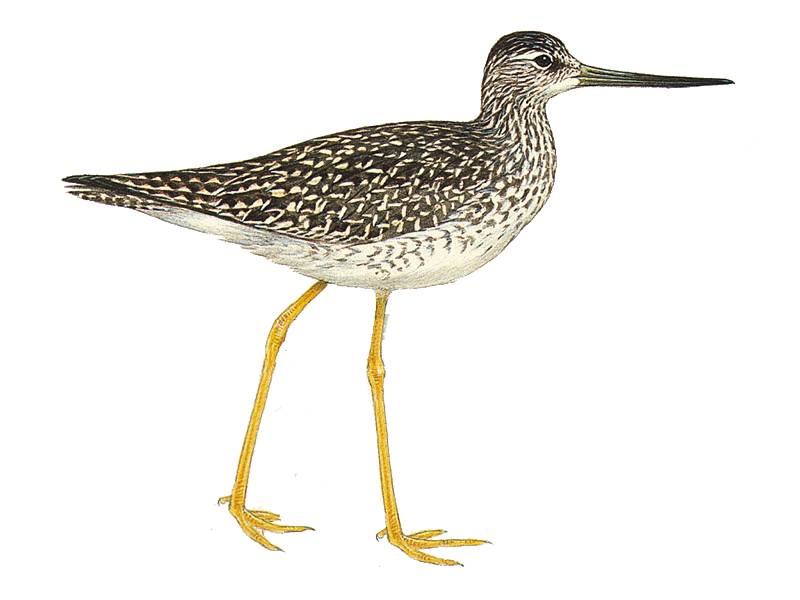 Details : Greater Yellowlegs - BirdGuides