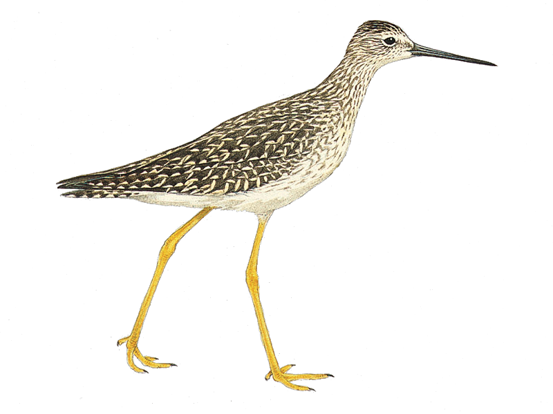 Details : Lesser Yellowlegs - BirdGuides