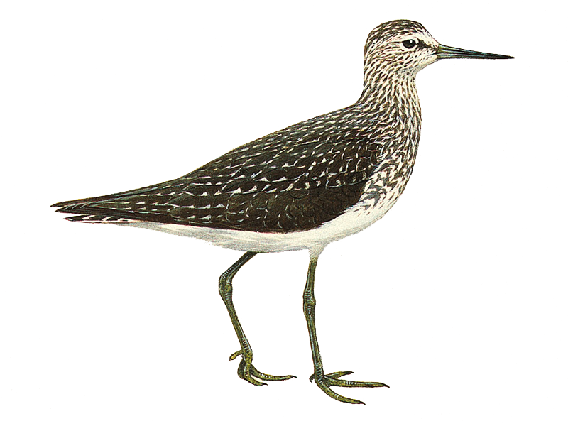 Details : Green Sandpiper - BirdGuides