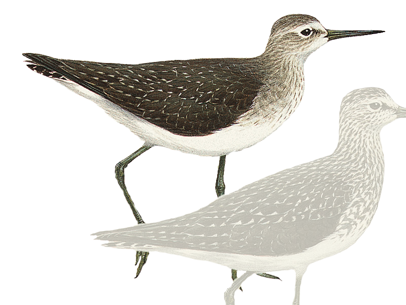 Details : Green Sandpiper - BirdGuides