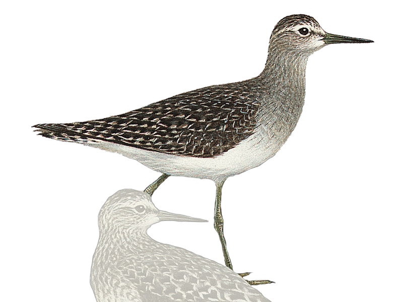 Details : Wood Sandpiper - BirdGuides