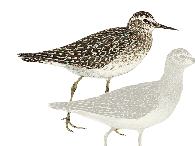 Details : Wood Sandpiper - BirdGuides