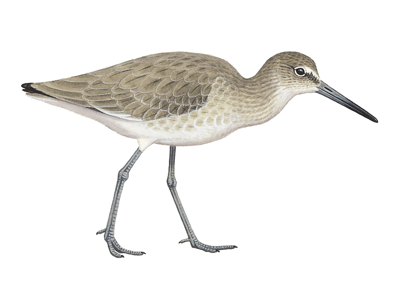 Details : Willet - BirdGuides