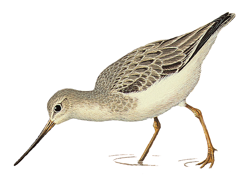Details : Terek Sandpiper - BirdGuides