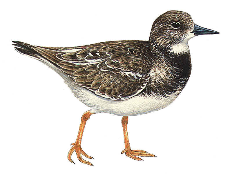 Details : Ruddy Turnstone - BirdGuides
