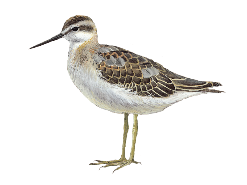 Details : Wilson's Phalarope - BirdGuides