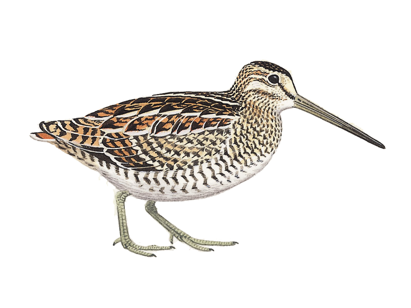 Details : Pin-tailed Snipe - BirdGuides