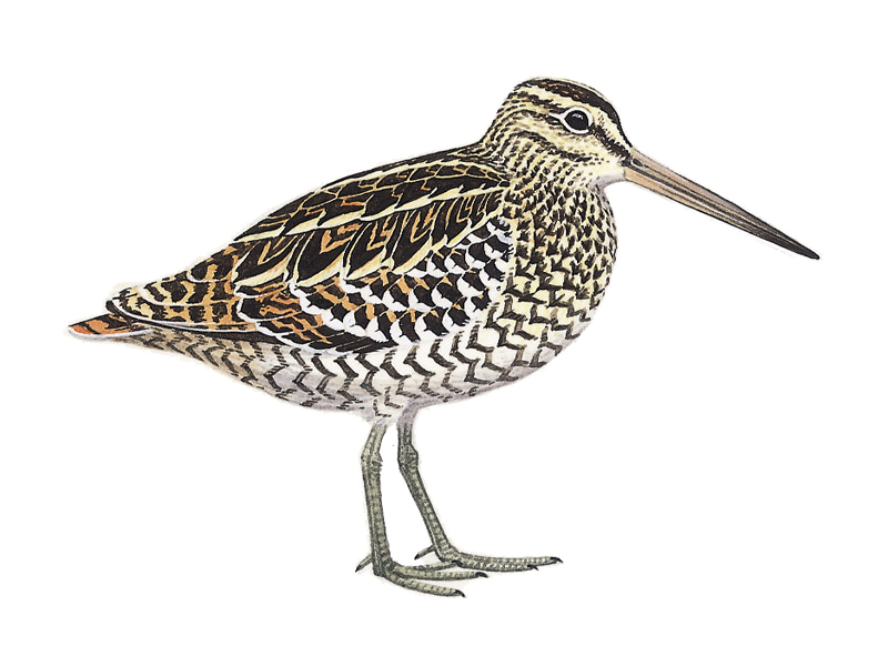 Details : Great Snipe - BirdGuides