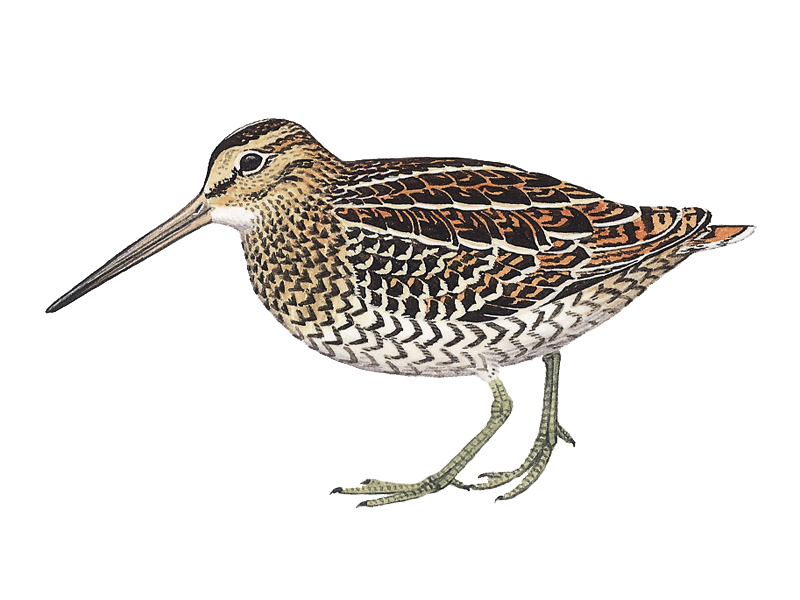 Details : Great Snipe - BirdGuides