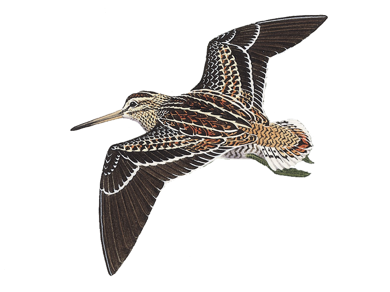 Details : Great Snipe - BirdGuides