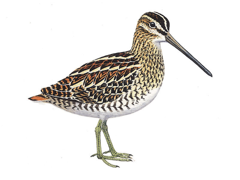 Details : Common Snipe - BirdGuides