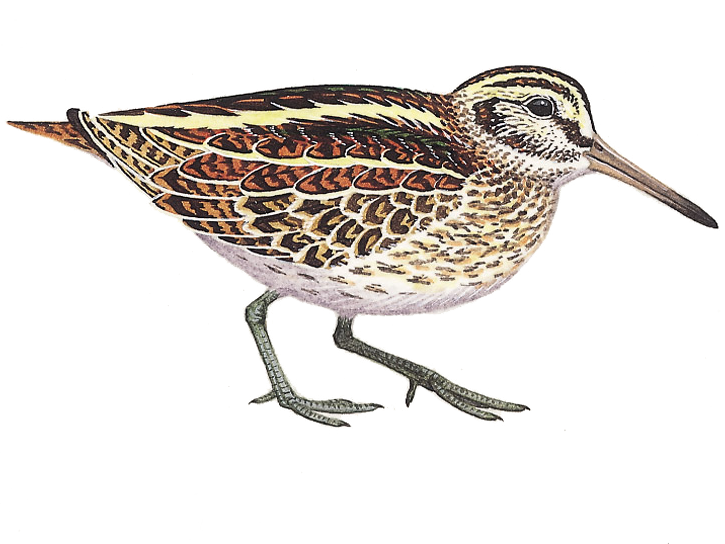 Details : Jack Snipe - BirdGuides