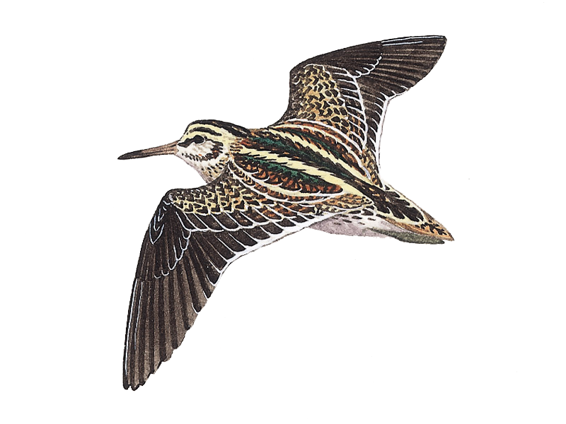 Details : Jack Snipe - BirdGuides