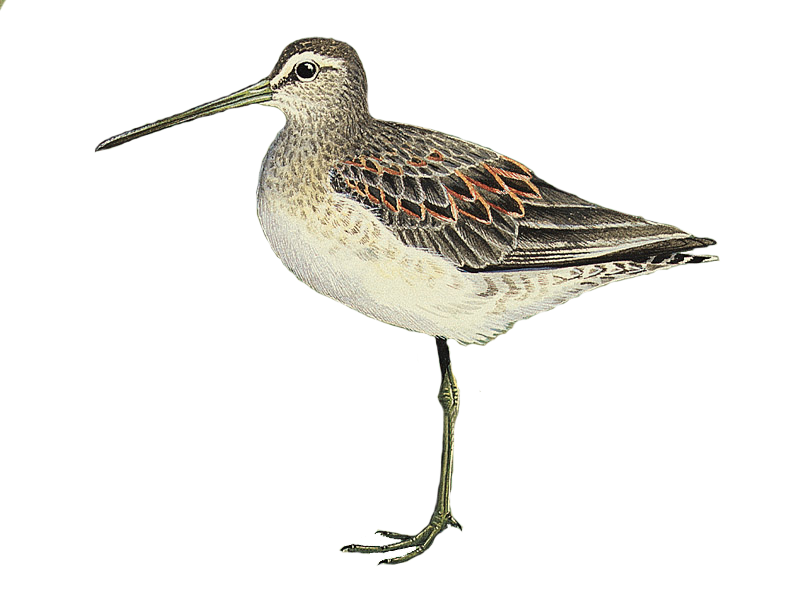Details : Long-billed Dowitcher - BirdGuides