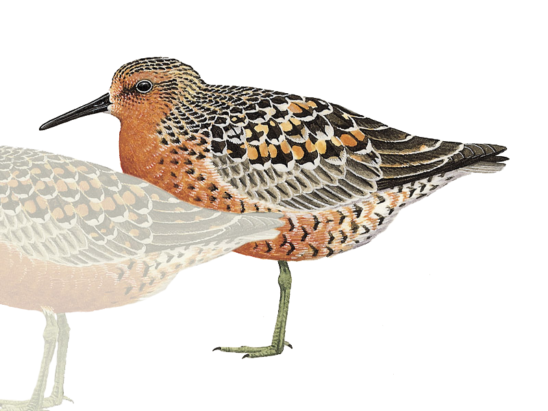 Details : Red Knot - BirdGuides