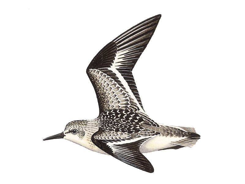 Details : Sanderling - BirdGuides
