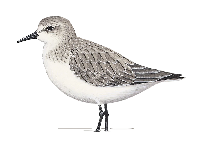 Details : Red-necked Stint - BirdGuides